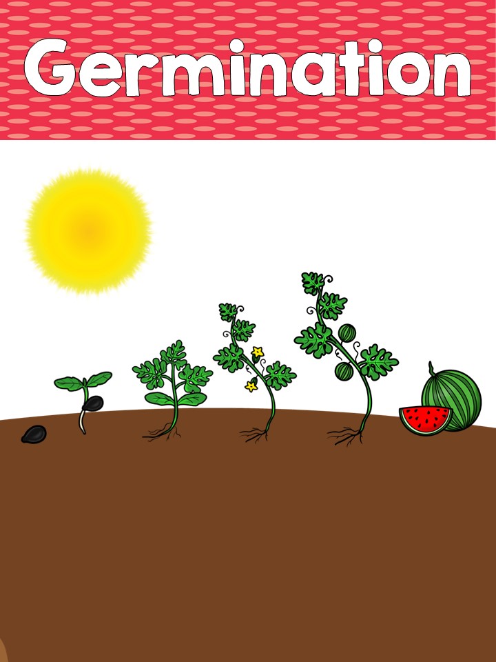 Life Cycle of a Watermelon Science Curriculum Unit. - Made By Teachers