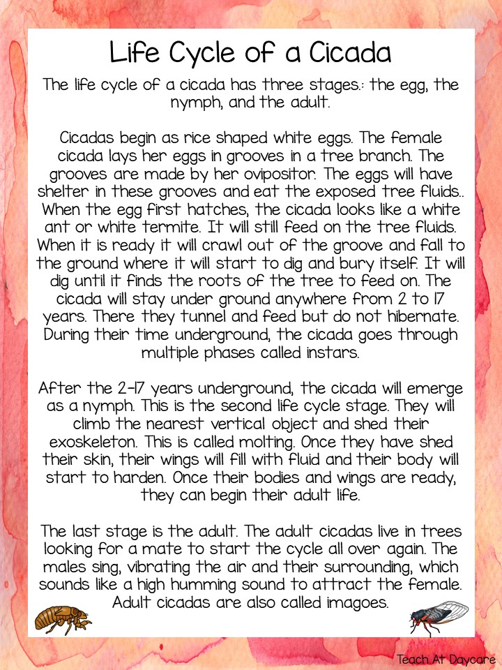 Life Cycle of a Cicada Science Curriculum Unit. - Made By Teachers
