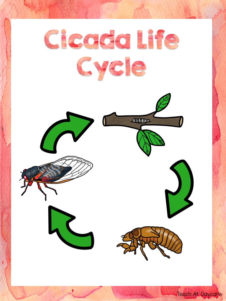 Life Cycle of a Cicada Science Curriculum Unit. - Made By Teachers