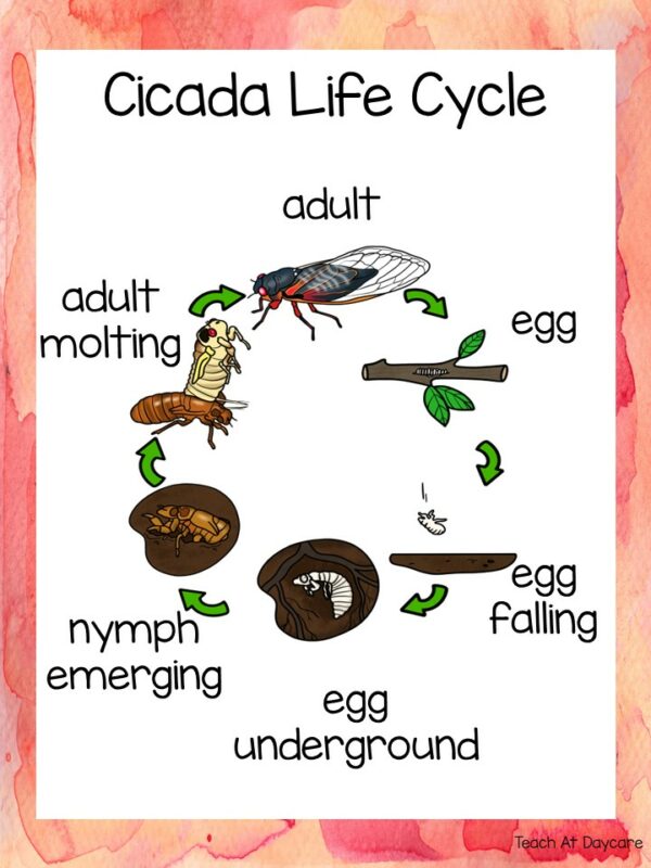 Life Cycle of a Cicada Science Curriculum Unit. - Made By Teachers