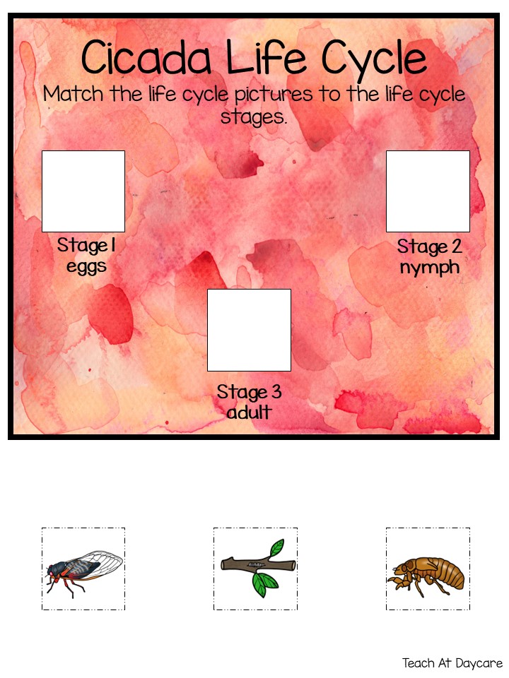 Life Cycle of a Cicada Science Curriculum Unit. - Made By Teachers