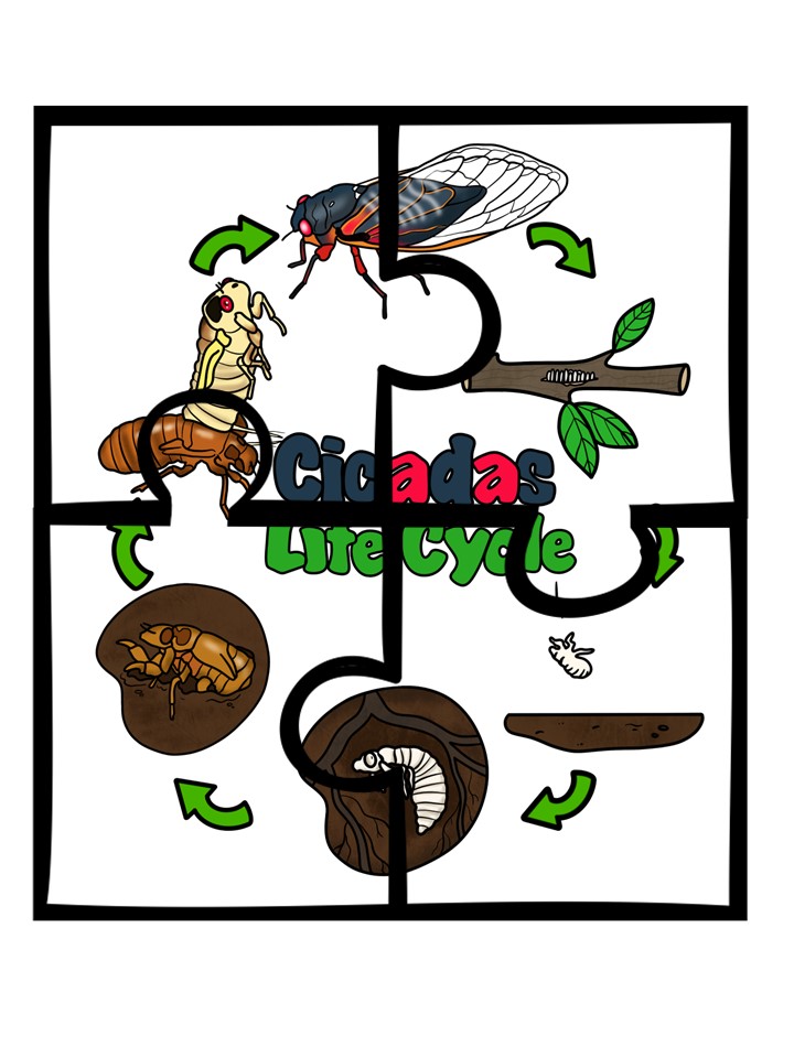 Life Cycle of a Cicada Science Curriculum Unit. - Made By Teachers