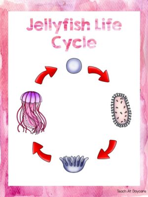 Life Cycle of a Jellyfish Science Curriculum Unit. | Made By Teachers