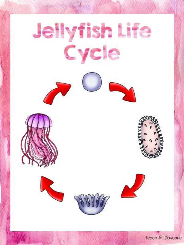 Life Cycle of a Jellyfish Science Curriculum Unit. - Made By Teachers