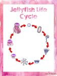 Life Cycle of a Jellyfish Science Curriculum Unit. - Made By Teachers