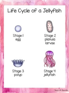 Life Cycle of a Jellyfish Science Curriculum Unit. | Made By Teachers