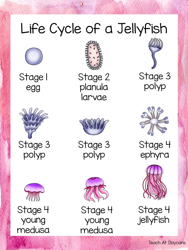 Life Cycle of a Jellyfish Science Curriculum Unit. | Made By Teachers