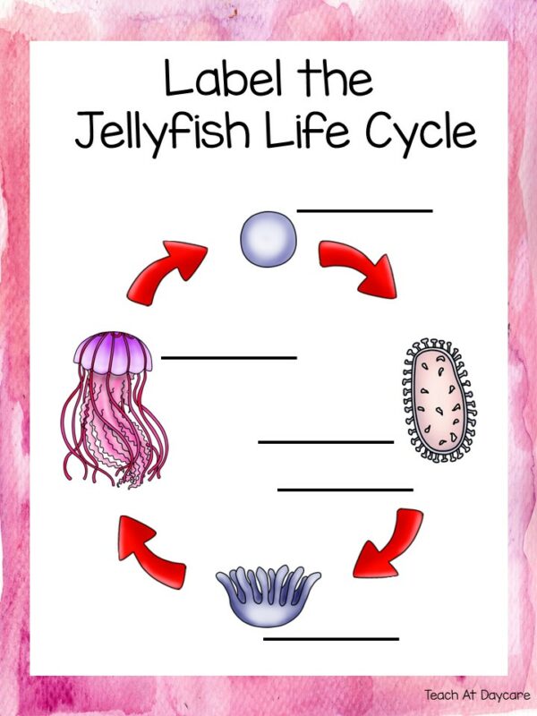 Life Cycle of a Jellyfish Science Curriculum Unit. - Made By Teachers