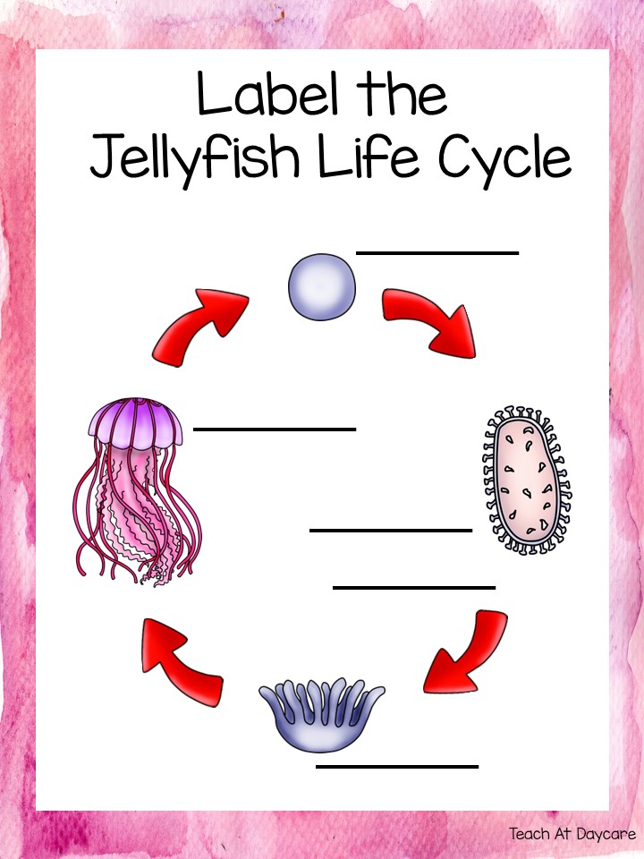 Life Cycle of a Jellyfish Science Curriculum Unit. | Made By Teachers