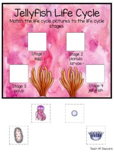 Life Cycle of a Jellyfish Science Curriculum Unit. - Made By Teachers