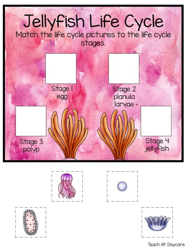 Life Cycle of a Jellyfish Science Curriculum Unit. - Made By Teachers