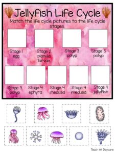 Life Cycle of a Jellyfish Science Curriculum Unit. | Made By Teachers