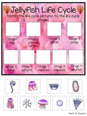 Life Cycle of a Jellyfish Science Curriculum Unit. - Made By Teachers