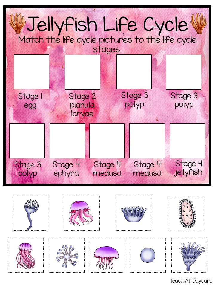 Life Cycle of a Jellyfish Science Curriculum Unit. - Made By Teachers