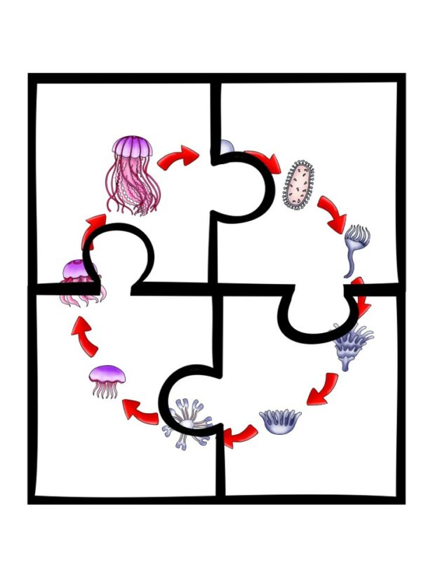 Life Cycle of a Jellyfish Science Curriculum Unit. | Made By Teachers