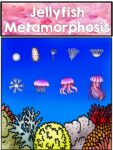Life Cycle of a Jellyfish Science Curriculum Unit. | Made By Teachers