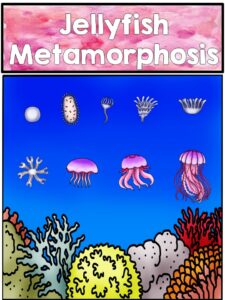 Life Cycle of a Jellyfish Science Curriculum Unit. | Made By Teachers