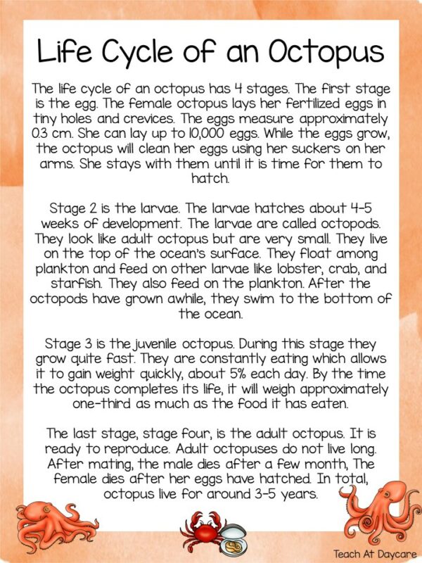 Life Cycle of a Octopus Science Curriculum Unit. | Made By Teachers