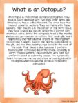 Life Cycle of a Octopus Science Curriculum Unit. - Made By Teachers