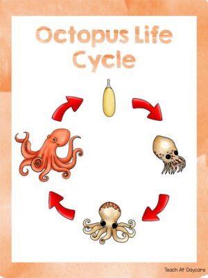 Life Cycle of a Octopus Science Curriculum Unit. | Made By Teachers