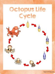 Life Cycle of a Octopus Science Curriculum Unit. | Made By Teachers