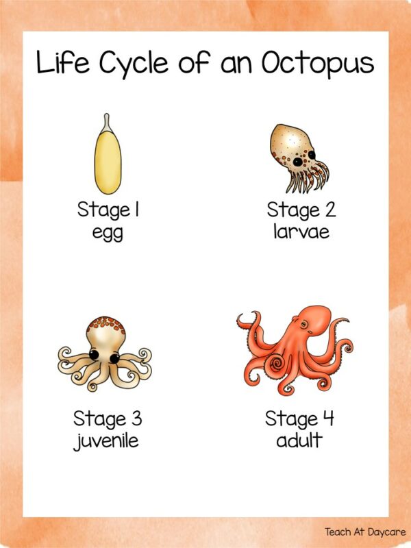 Life Cycle of a Octopus Science Curriculum Unit. | Made By Teachers