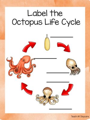 Life Cycle of a Octopus Science Curriculum Unit. | Made By Teachers