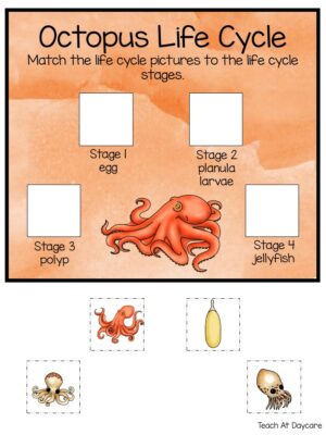Life Cycle of a Octopus Science Curriculum Unit. | Made By Teachers