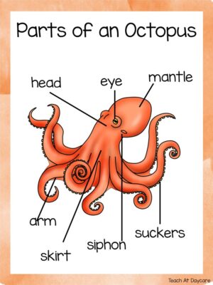 Life Cycle of a Octopus Science Curriculum Unit. | Made By Teachers