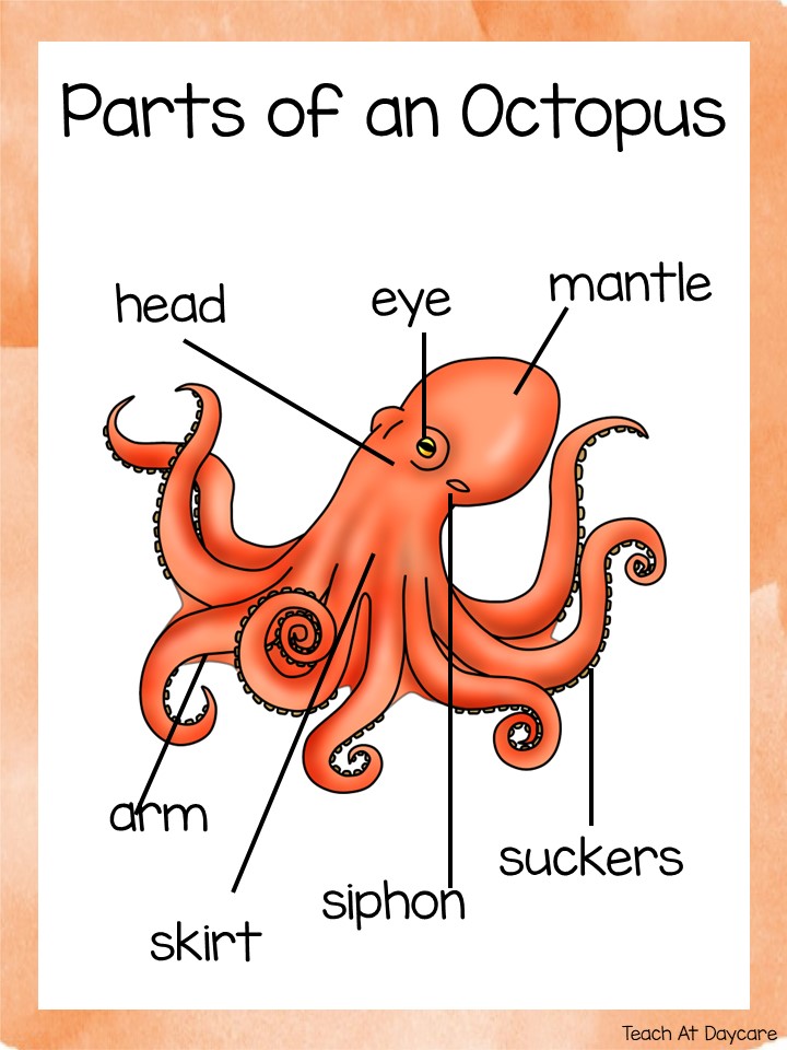 Life Cycle of a Octopus Science Curriculum Unit. - Made By Teachers