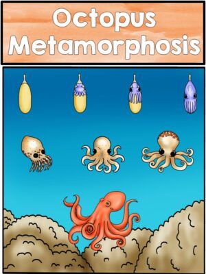 Life Cycle of a Octopus Science Curriculum Unit. | Made By Teachers