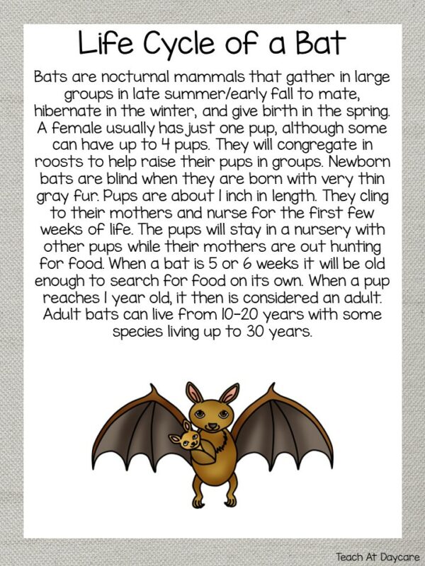 Life Cycle of a Bat Science Curriculum Unit. - Made By Teachers