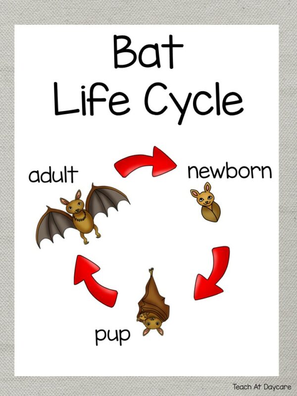 Life Cycle of a Bat Science Curriculum Unit. - Made By Teachers