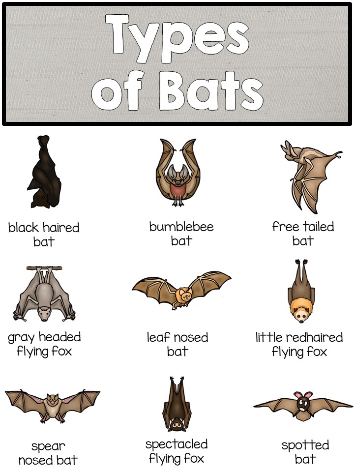 Life Cycle of a Bat Science Curriculum Unit. - Made By Teachers
