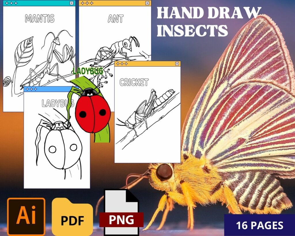 Hand draw Insects clipart and coloring pages | Made By Teachers