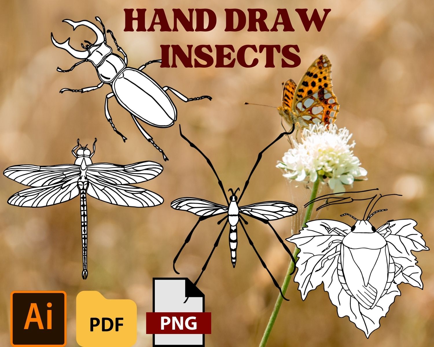 Hand draw Insects clipart and coloring pages | Made By Teachers