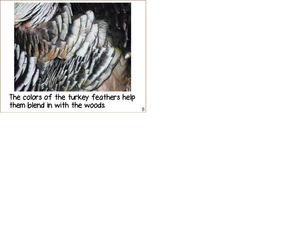 Turkey Nonfiction Book - Made By Teachers