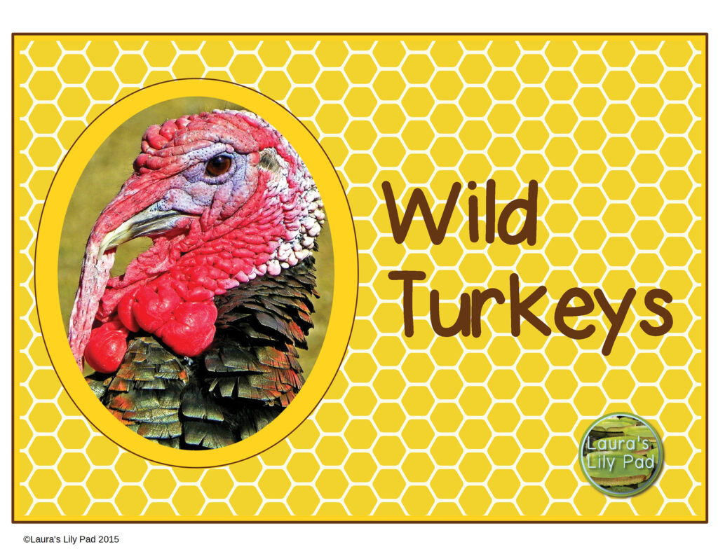 Turkey Nonfiction Book - Made By Teachers