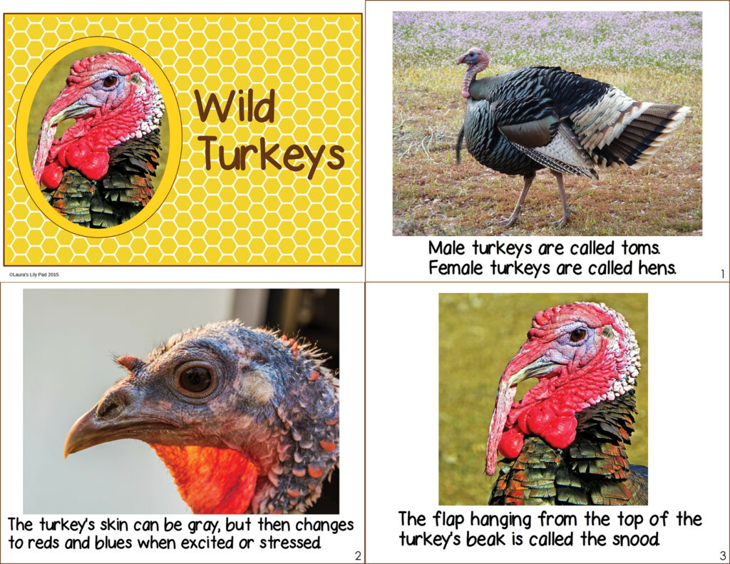 Turkey Nonfiction Book - Made By Teachers