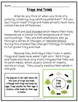 Frog and Toad All Year Book Study - Made By Teachers