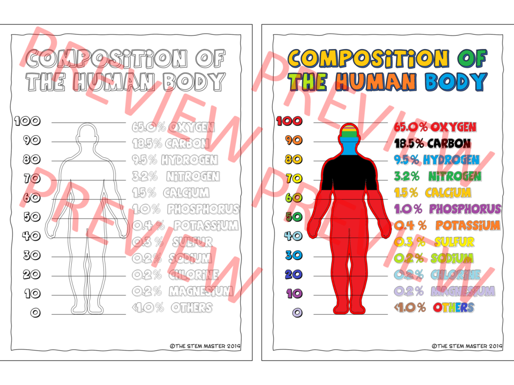 Elements in the Human Body Coloring Notes - Made By Teachers
