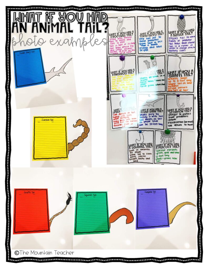 What If You Had an Animal Tail Writing Activity | Animal Adaptation ...