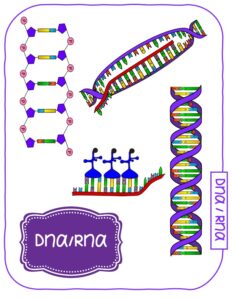 Tabbed Biology Binder Inserts Interactive Notebooks - Made By Teachers