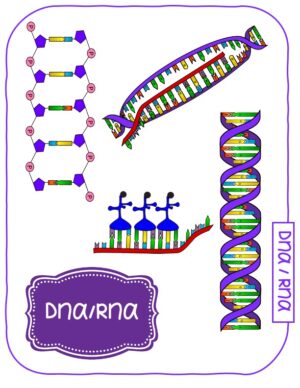 Tabbed Biology Binder Inserts Interactive Notebooks - Made By Teachers