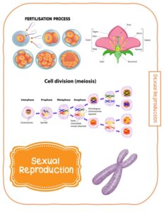 Tabbed Biology Binder Inserts Interactive Notebooks - Made By Teachers