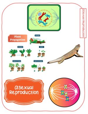 Tabbed Biology Binder Inserts Interactive Notebooks - Made By Teachers