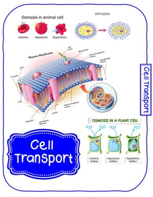 Tabbed Biology Binder Inserts Interactive Notebooks - Made By Teachers