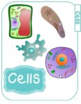 Tabbed Biology Binder Inserts Interactive Notebooks - Made By Teachers