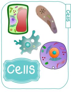Tabbed Biology Binder Inserts Interactive Notebooks - Made By Teachers