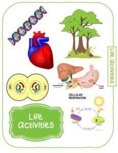 Tabbed Biology Binder Inserts Interactive Notebooks - Made By Teachers
